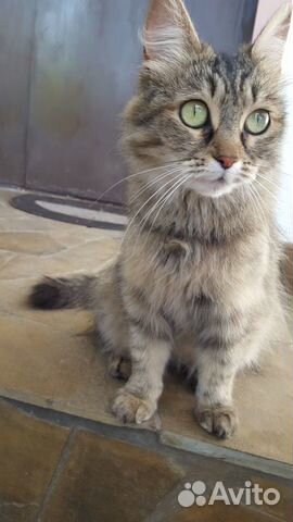 Кошка стерилизованная 1,5года пушистая ласковая