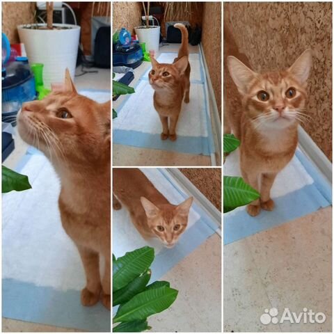 Найден рыжий кот