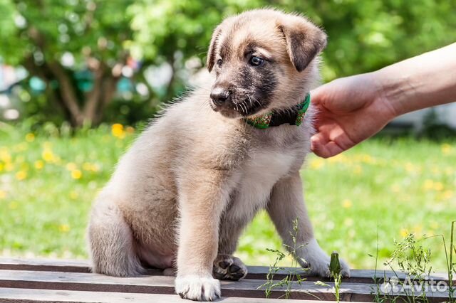 Лаврентий ищет хозяина и дом