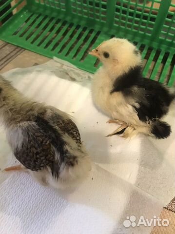 Цыплята карликовых курочек