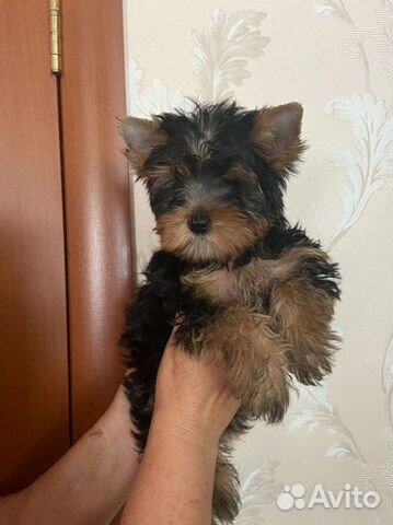 Йоркширский терьер