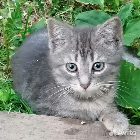 Котенок лапатусик на улице