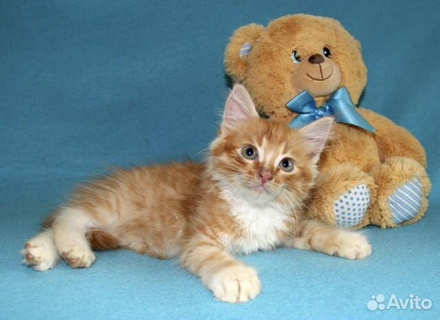 Рыжий чудо котенок Веснушкин 2 месяца в добрые рук