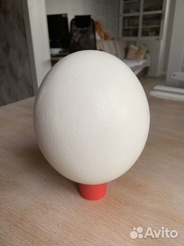 Страусы яйцо