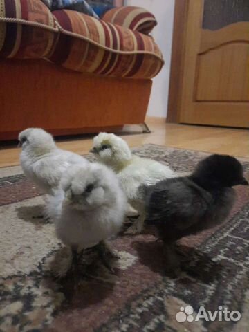 Цыплята китайских шелковых кур