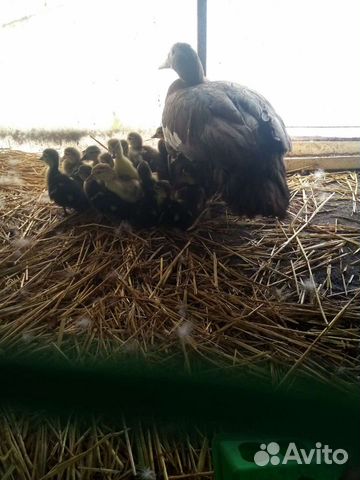 Утята муларды шипуны 3 дня