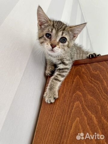 Котенок мальчик 2,5 мес полосатик
