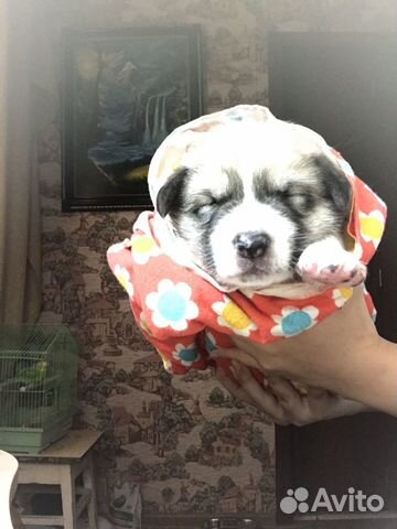 Красавчик мальчишка Хаски и лайки