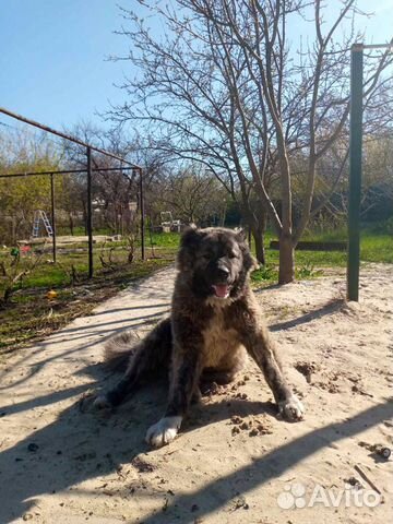 Продам щенков кавказкой овчарки