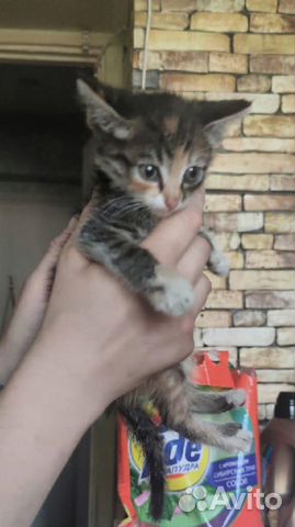 Трехцветный котенок