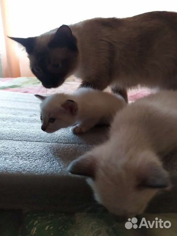 Тайские котята