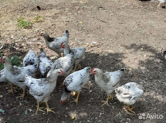 Цыплята подрощенные