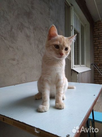 Рыжая кошечка