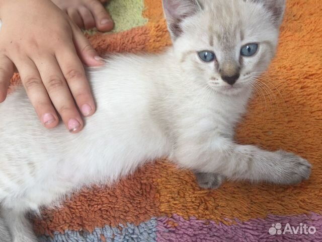 Веселые ребята - все мальчики 1,5 месяца