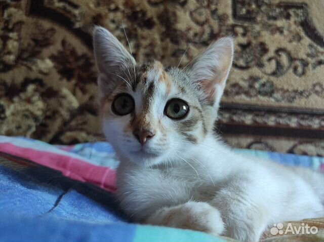 Малышка ищет дом