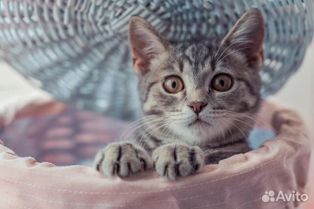Котенок, котик 4 мес