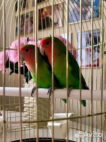 Попугаи неразлучники