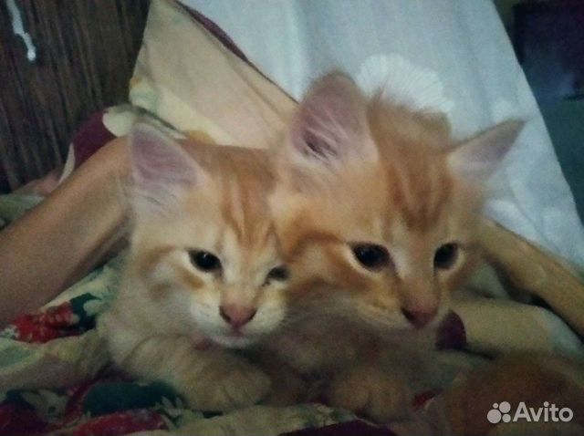 Котики бесплатно в добрые руки