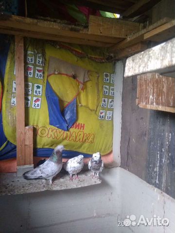 Продам голубей