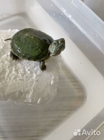 Красноухая черепаха