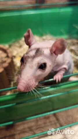 Декоративная крыса сфинкс