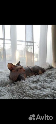 Приглашаем кота на вязку