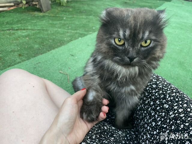 Кот
