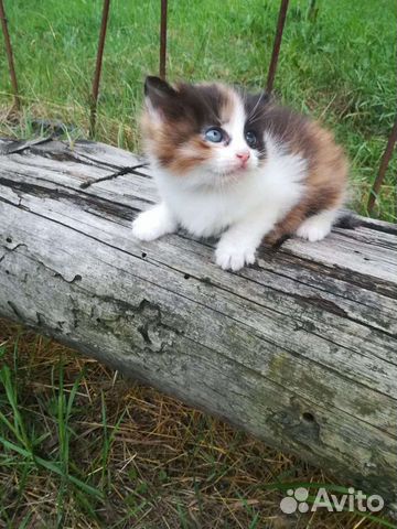 Кошки бесплатно