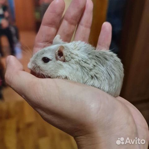 Песчанка бесплатно