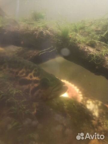 Манагуанская Цихлазома