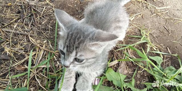 Котята помесь Невская маскарадная