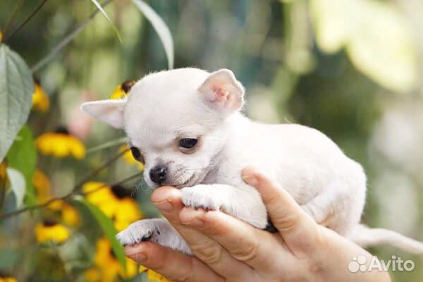 Чихуахуа мини щеночек