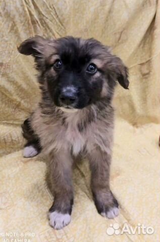 Пушистик в добрые руки