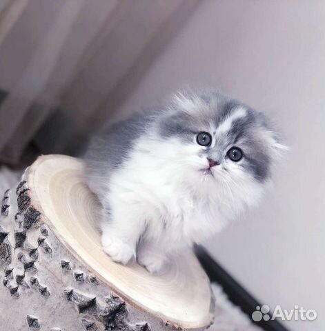 Мальчик манчкин (скоттиш Килт фолд)