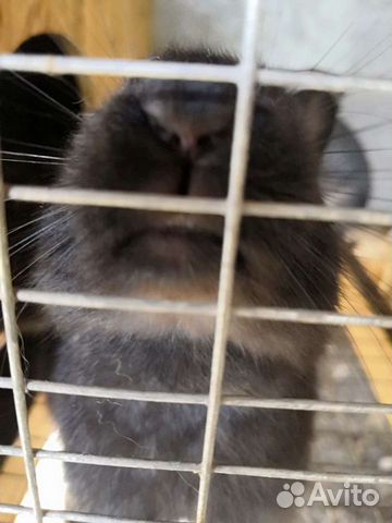 Кролик бельгийский гигант