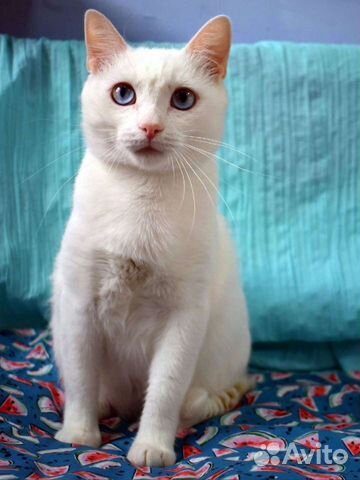 Кот