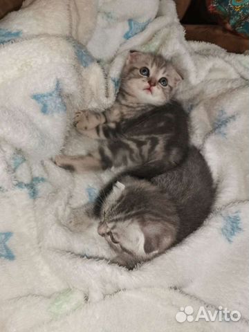 Шотландская вислоухая кошка