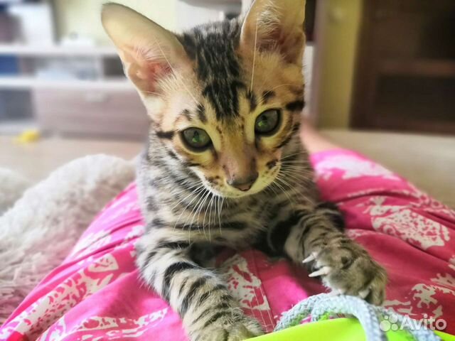 Бенгальские котята