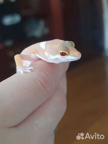 Эублефар мальчик, морфа TTA eclipse