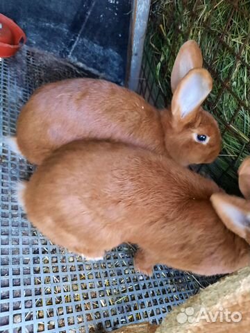 Кролики нзк,бургунский, фландер