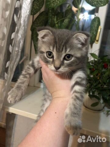 Британский котенок