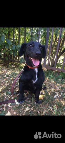 Почти такса Луиза ищет дом