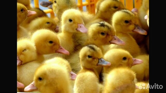 Утята суточные Индоутки