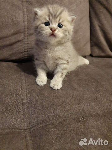 Британская кошка