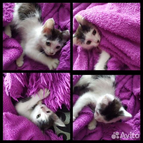 Котенок Бусинка