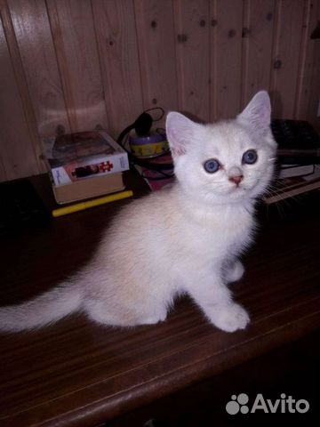 Шотландские котята