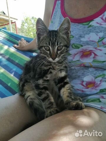 Котенок в добрые руки