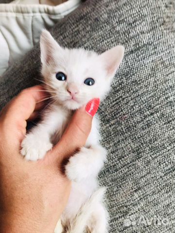 Котеночек девочка