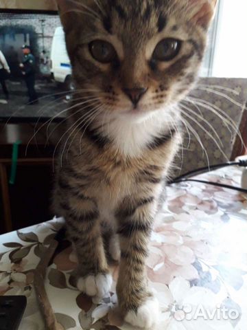 Европейская