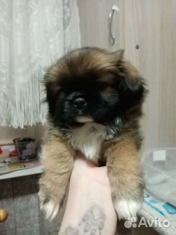Щенки пекинеса